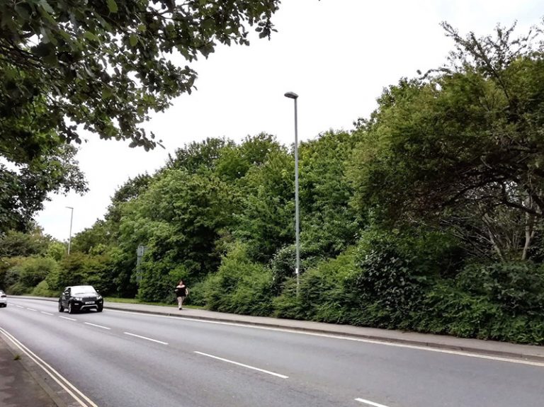 Trees on Phoenix Causeway | Lewes Climate Hub